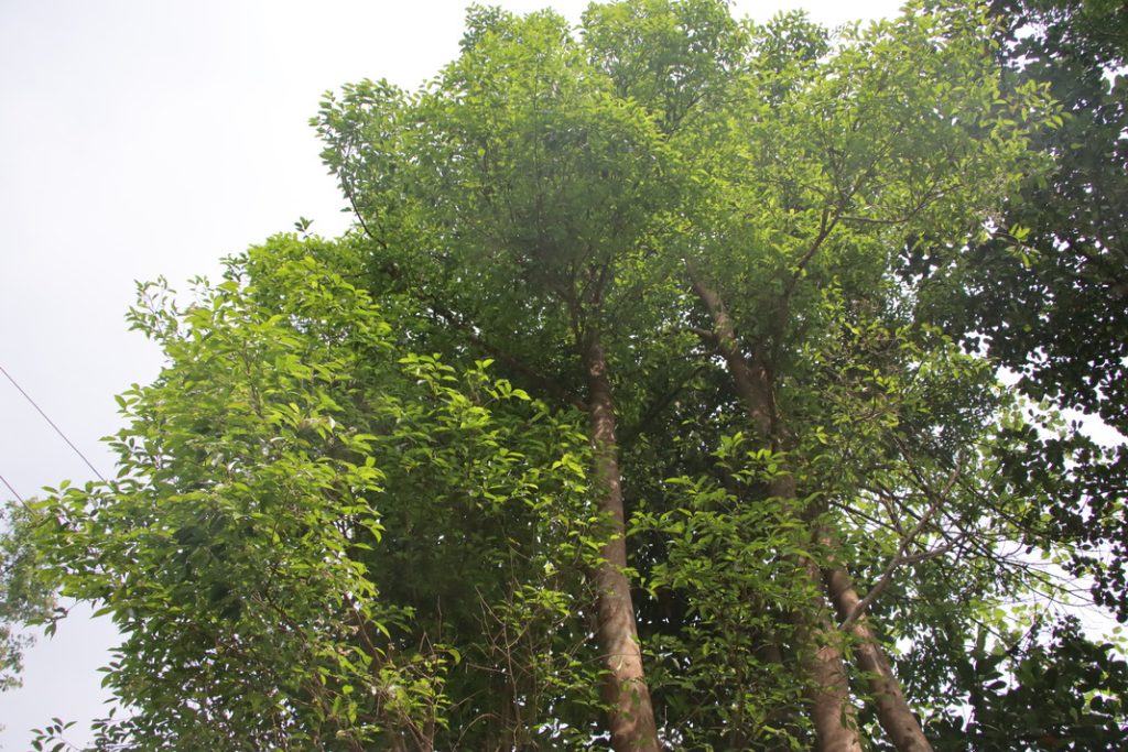 Agarwood: Meghalaya's green gold initiative aims at economic growth ...