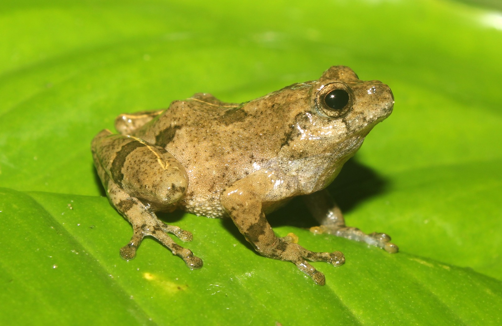 Rediscovery of two frog species and discovery of a new one in Meghalaya ...