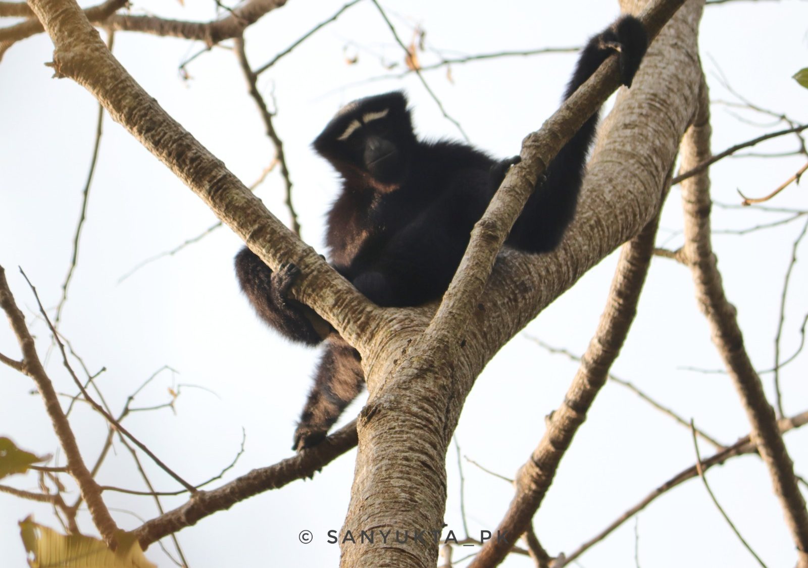 Meghalaya's community reserves hold the key to primate conservation ...