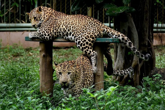 Leopard kills child in UP's Dudhwa buffer zone, seventh big-cat victim ...