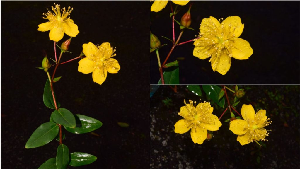 State’s flora diversity enriched with rare endemic plant found in ...